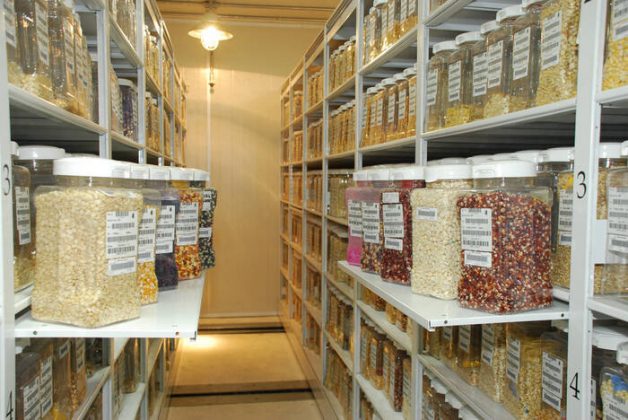 The Advantages and Disadvantages of Seed Banks | Redstorm Scientific