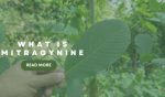 What Is Mitragynine? Pharmacology & Toxicology Overview